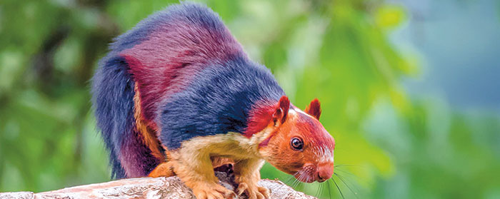 Is This a Real Squirrel?