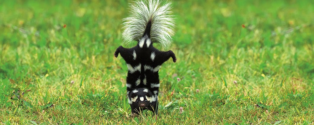 These Skunks Do Handstands!